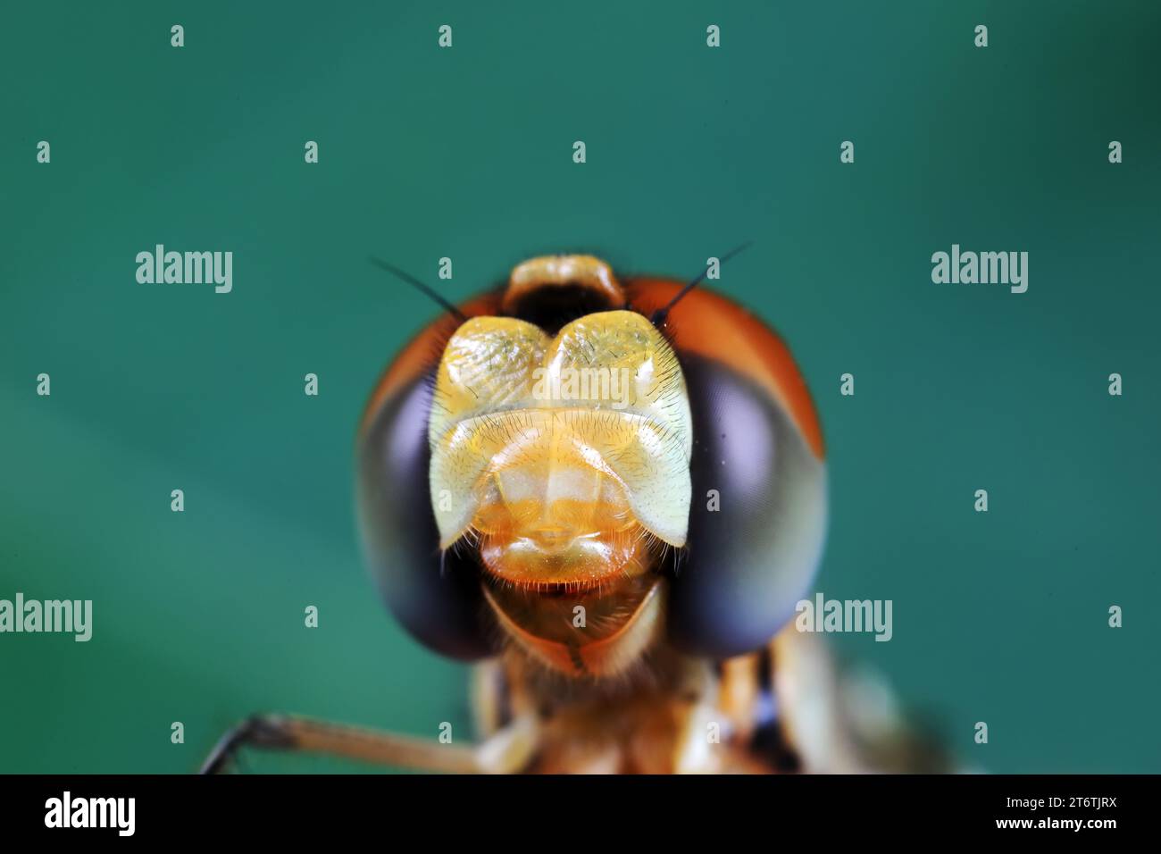 Close up of dragonfly's compound eyes Stock Photo - Alamy