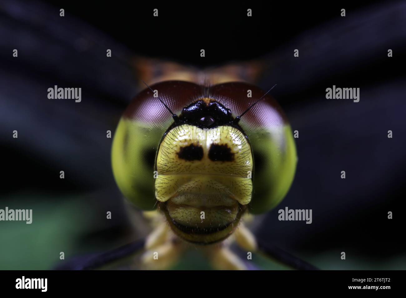 Close up of dragonfly's compound eyes Stock Photo - Alamy