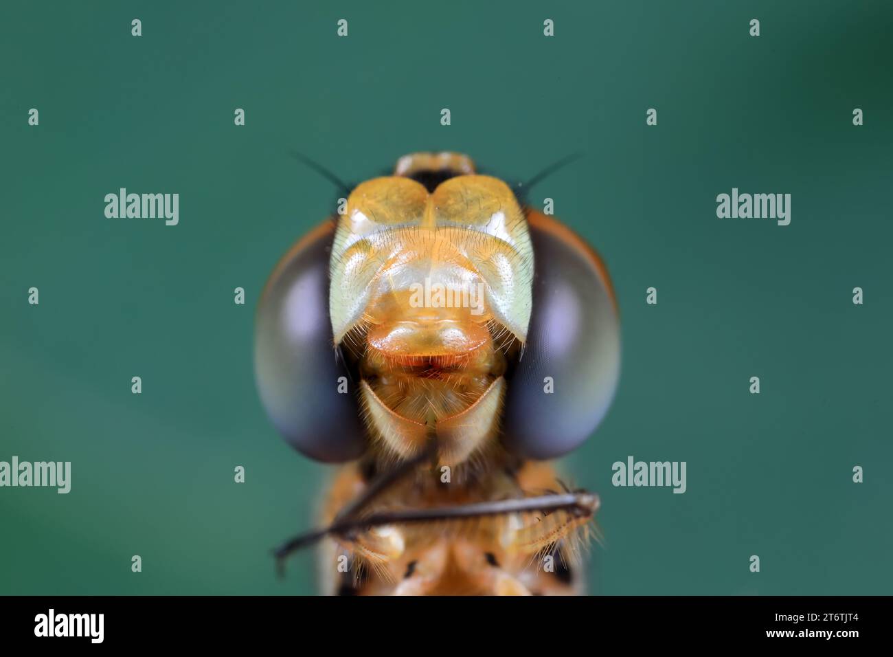 Close up of dragonfly's compound eyes Stock Photo - Alamy