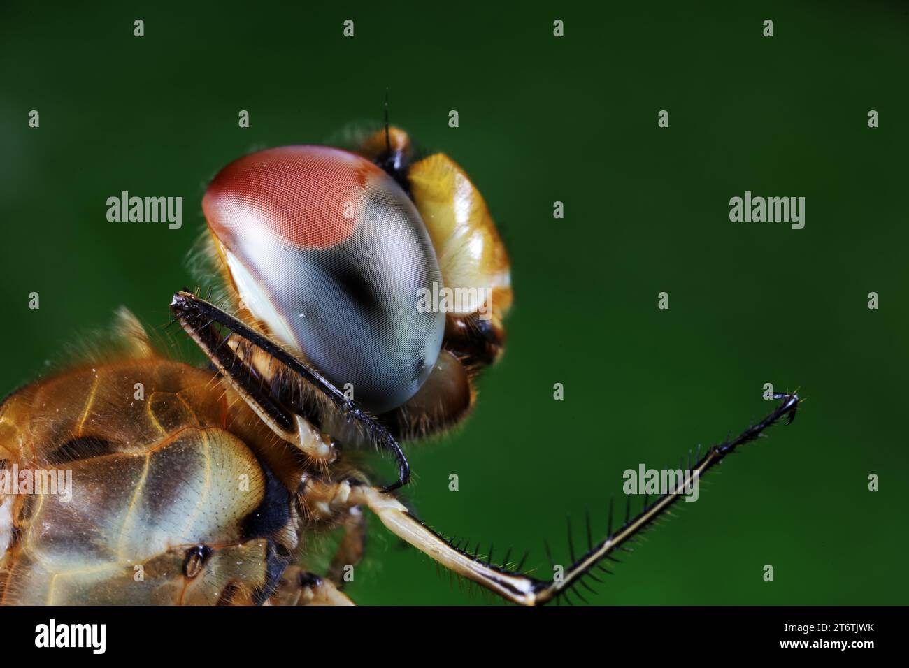 Close up of dragonfly's compound eyes Stock Photo - Alamy