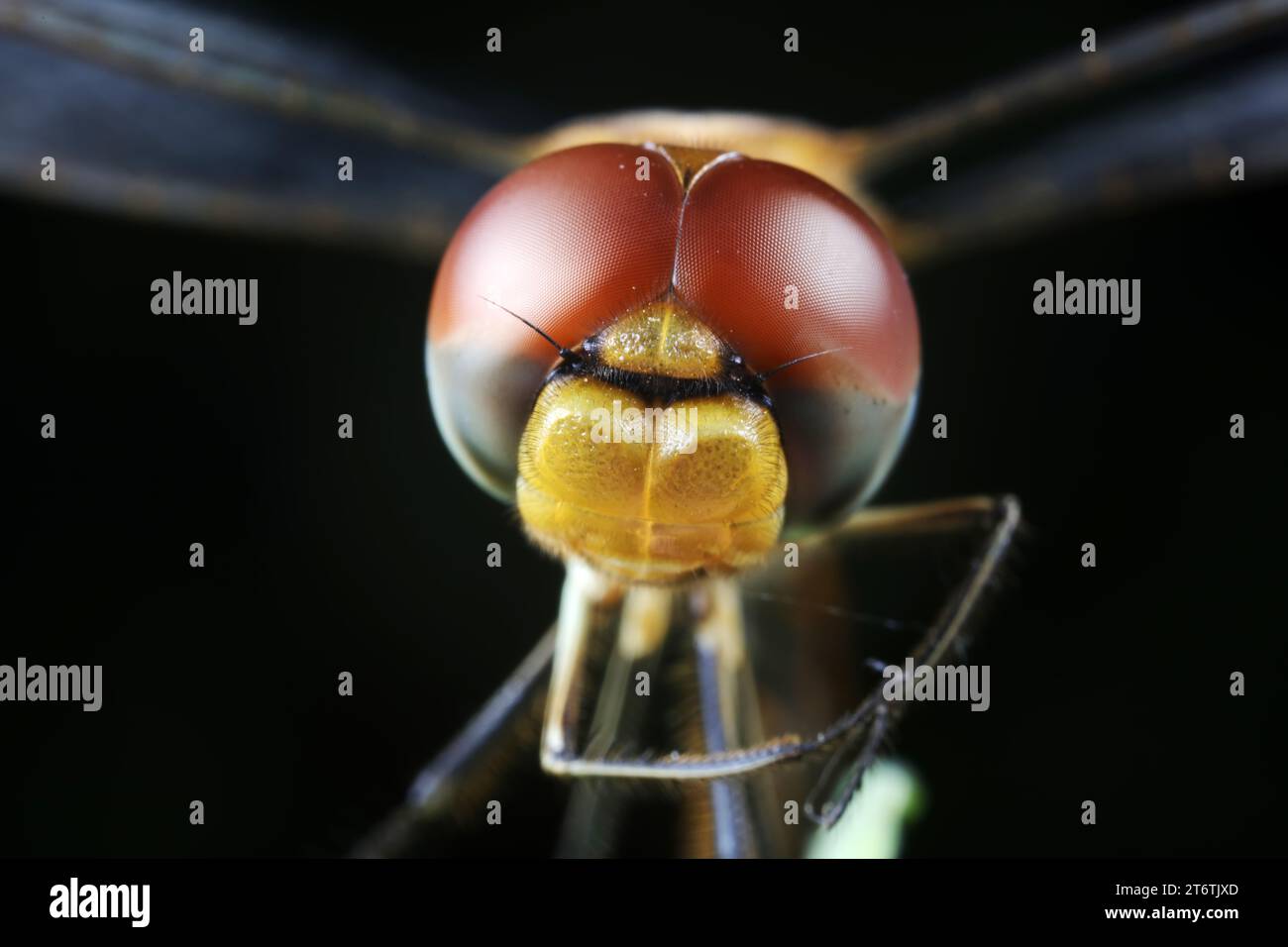 Close up of dragonfly's compound eyes Stock Photo - Alamy