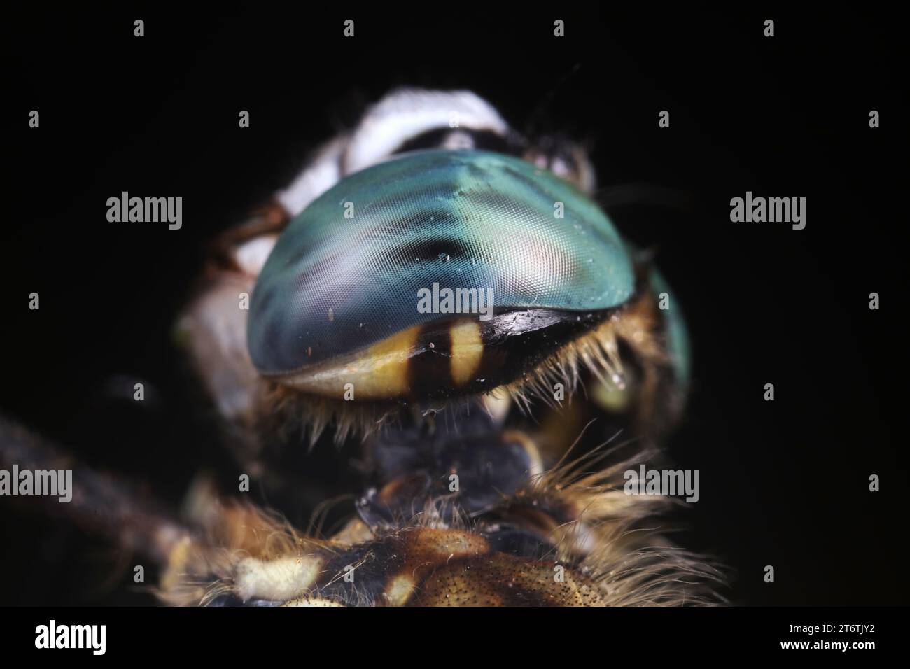 Close up of dragonfly's compound eyes Stock Photo - Alamy
