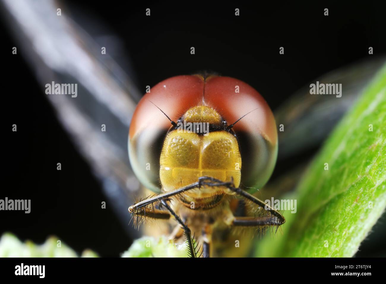 Close up of dragonfly's compound eyes Stock Photo - Alamy