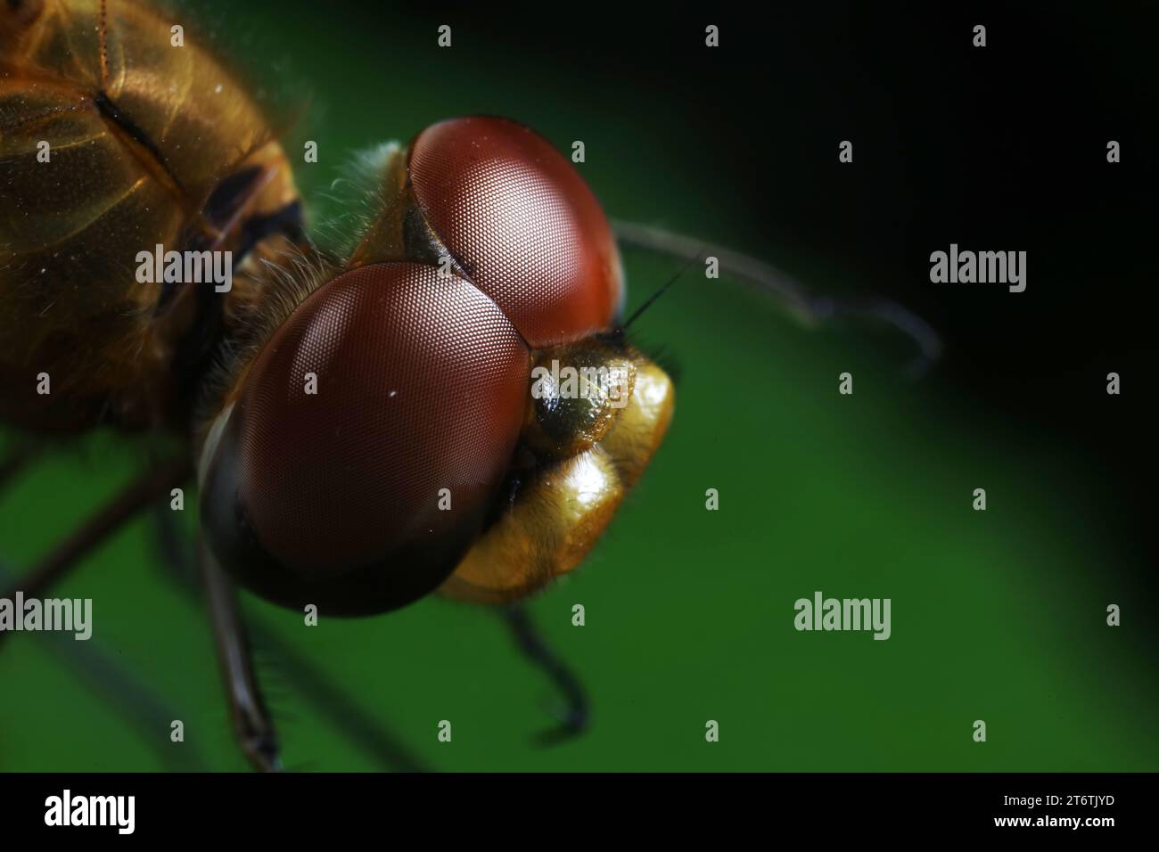 Close up of dragonfly's compound eyes Stock Photo - Alamy