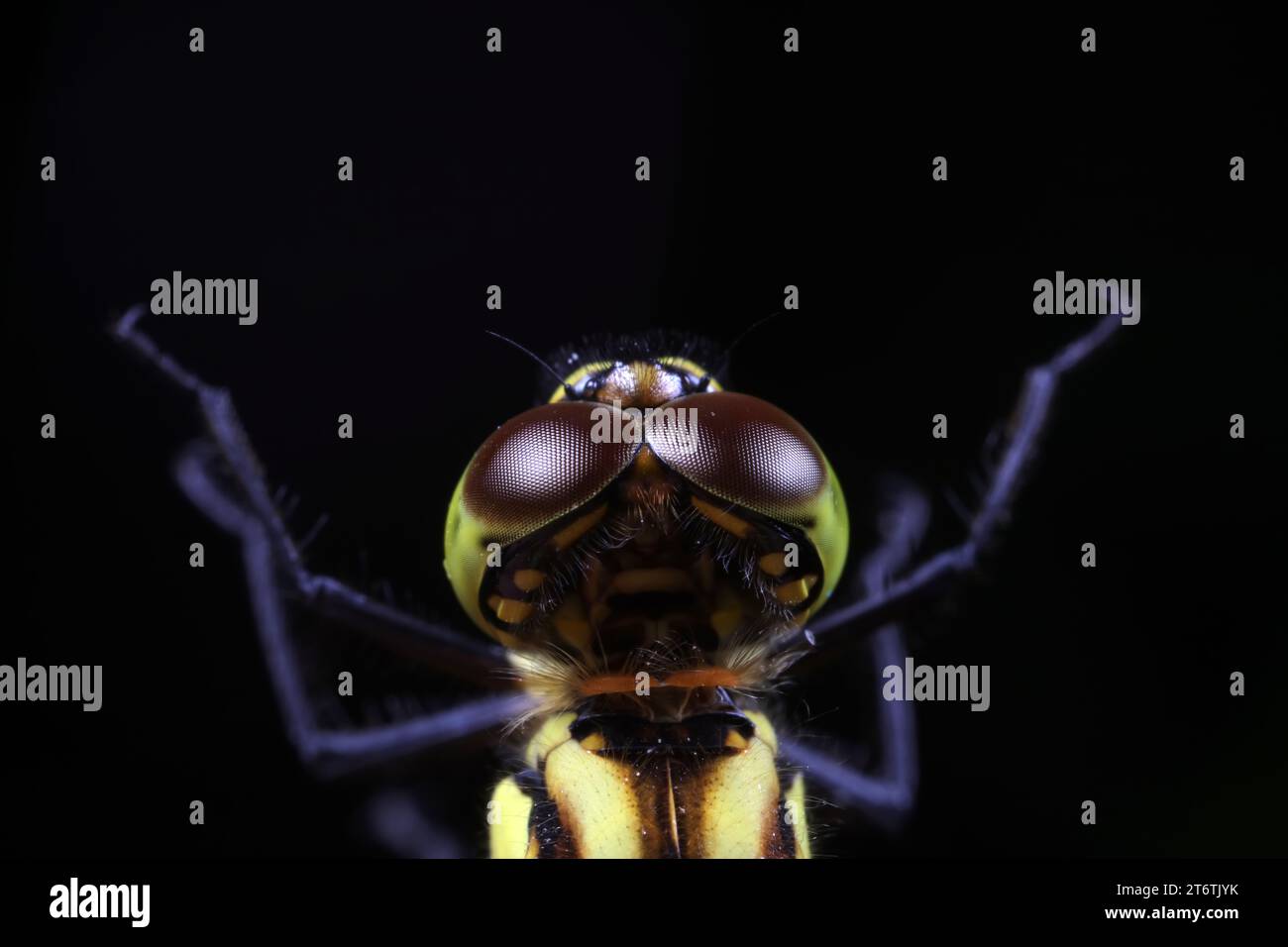 Close up of dragonfly's compound eyes Stock Photo - Alamy