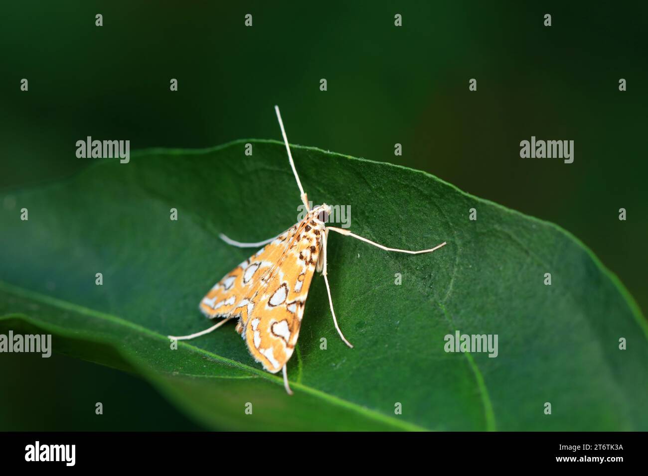 Moths inhabit plants in a natural state, North China Plain Stock Photo ...
