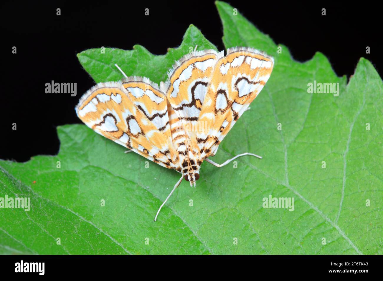 Moths inhabit plants in a natural state, North China Plain Stock Photo ...