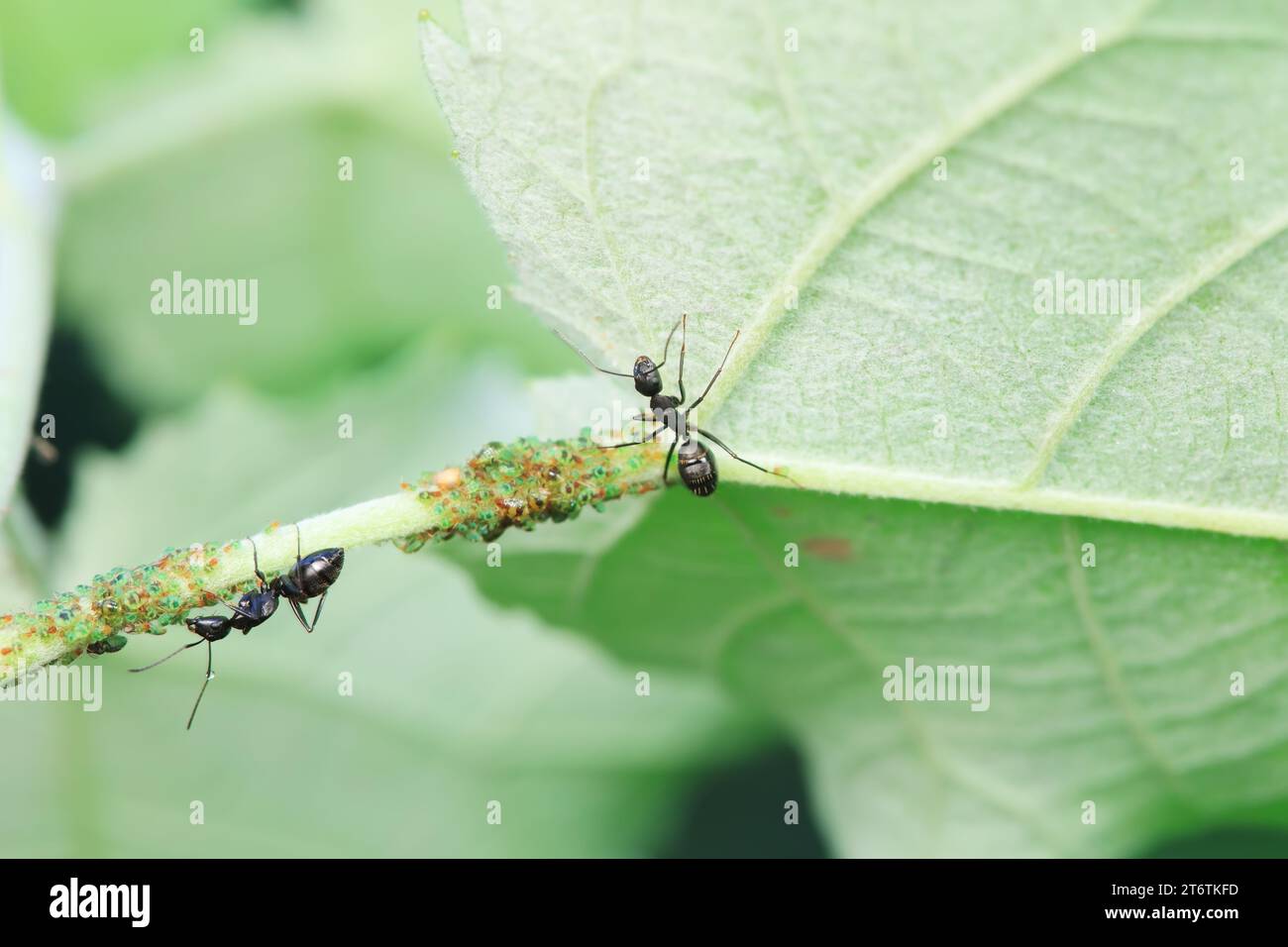 Japanese bowback ants and aphids on green plants Stock Photo - Alamy