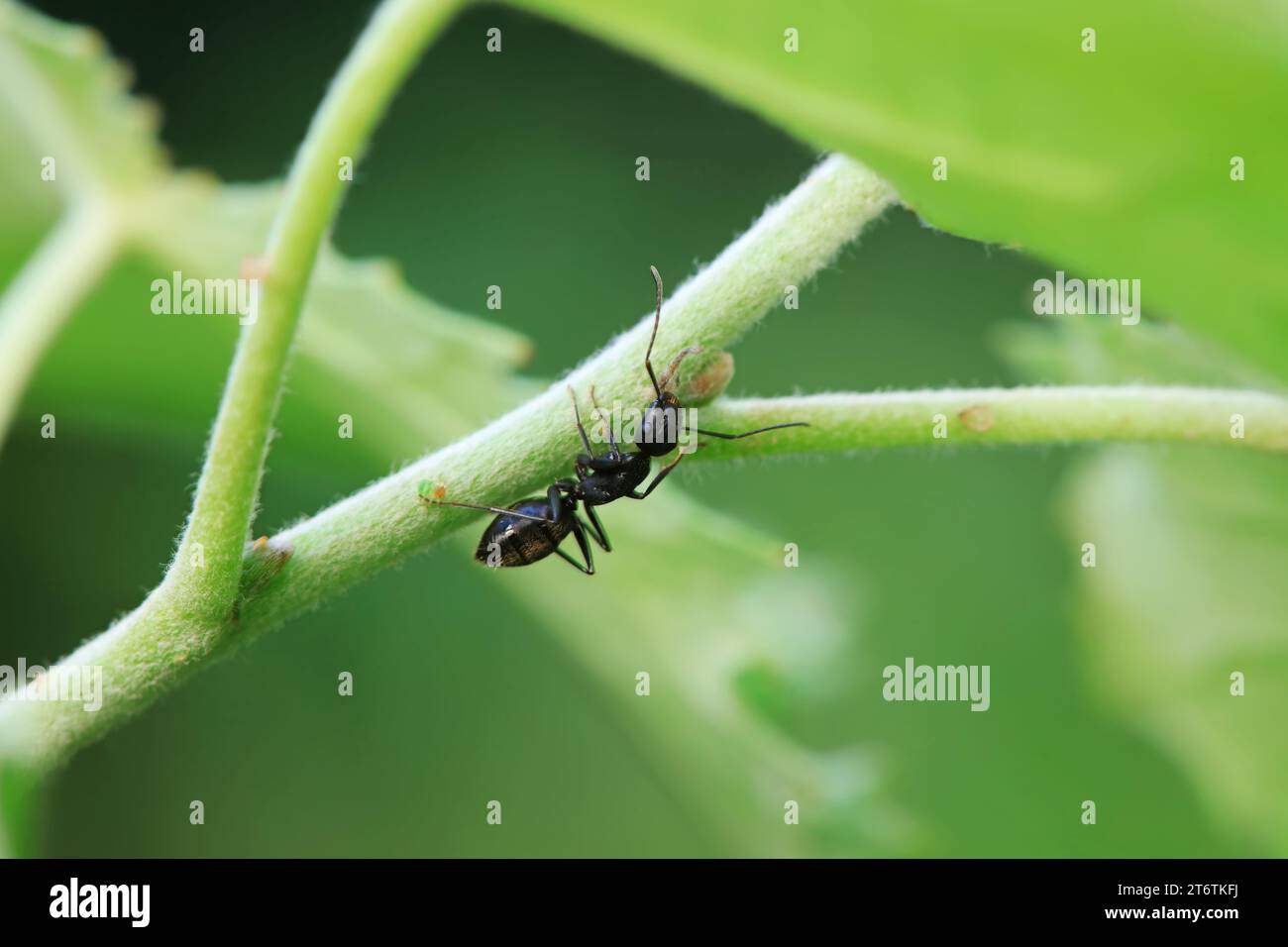 Japanese bowback ants and aphids on green plants Stock Photo - Alamy