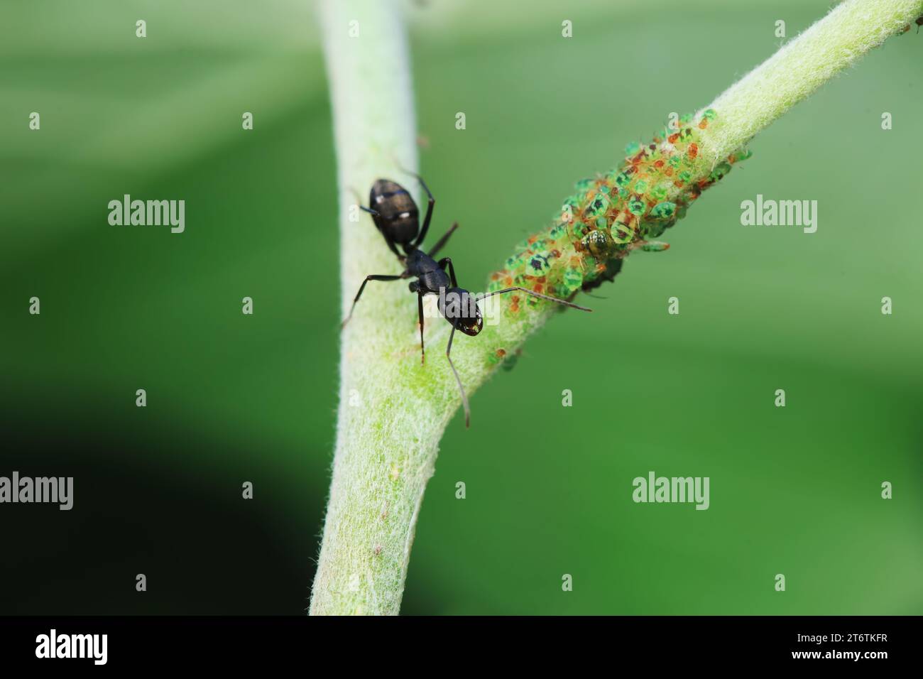 Japanese bowback ants and aphids on green plants Stock Photo - Alamy