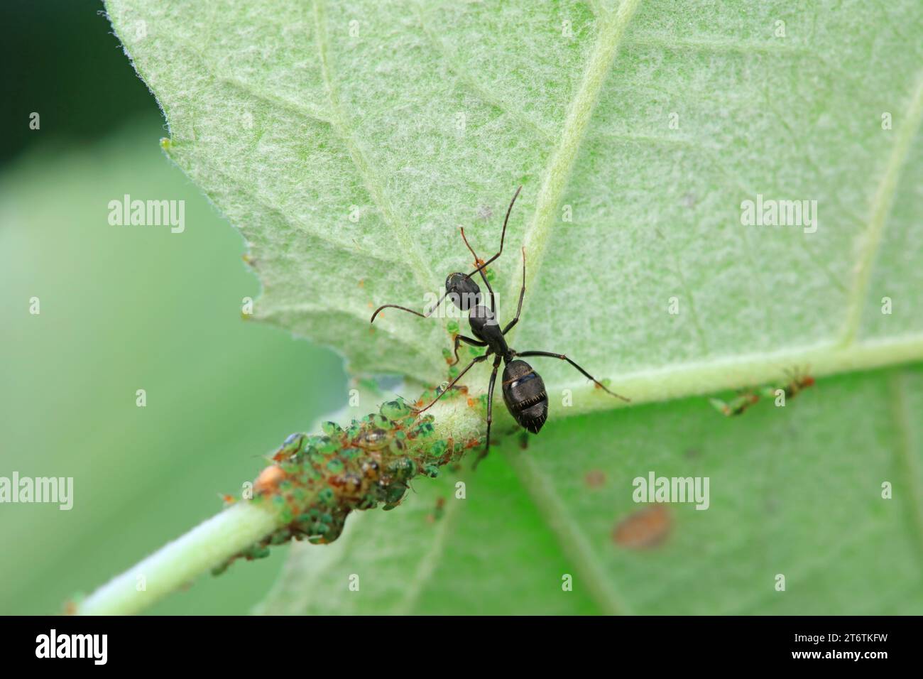 Japanese bowback ants and aphids on green plants Stock Photo - Alamy