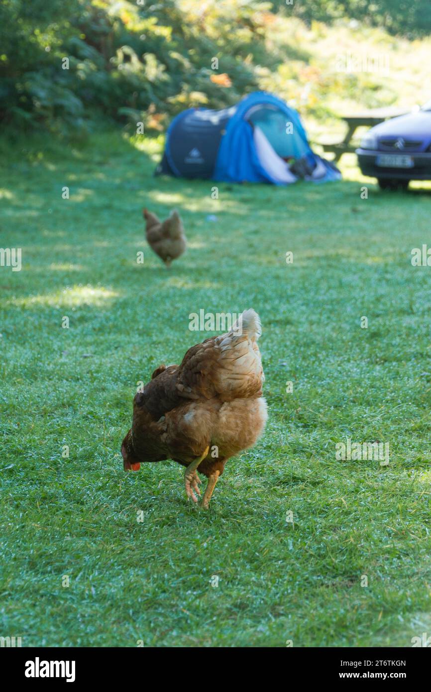 Camping with chickens hi-res stock photography and images - Alamy