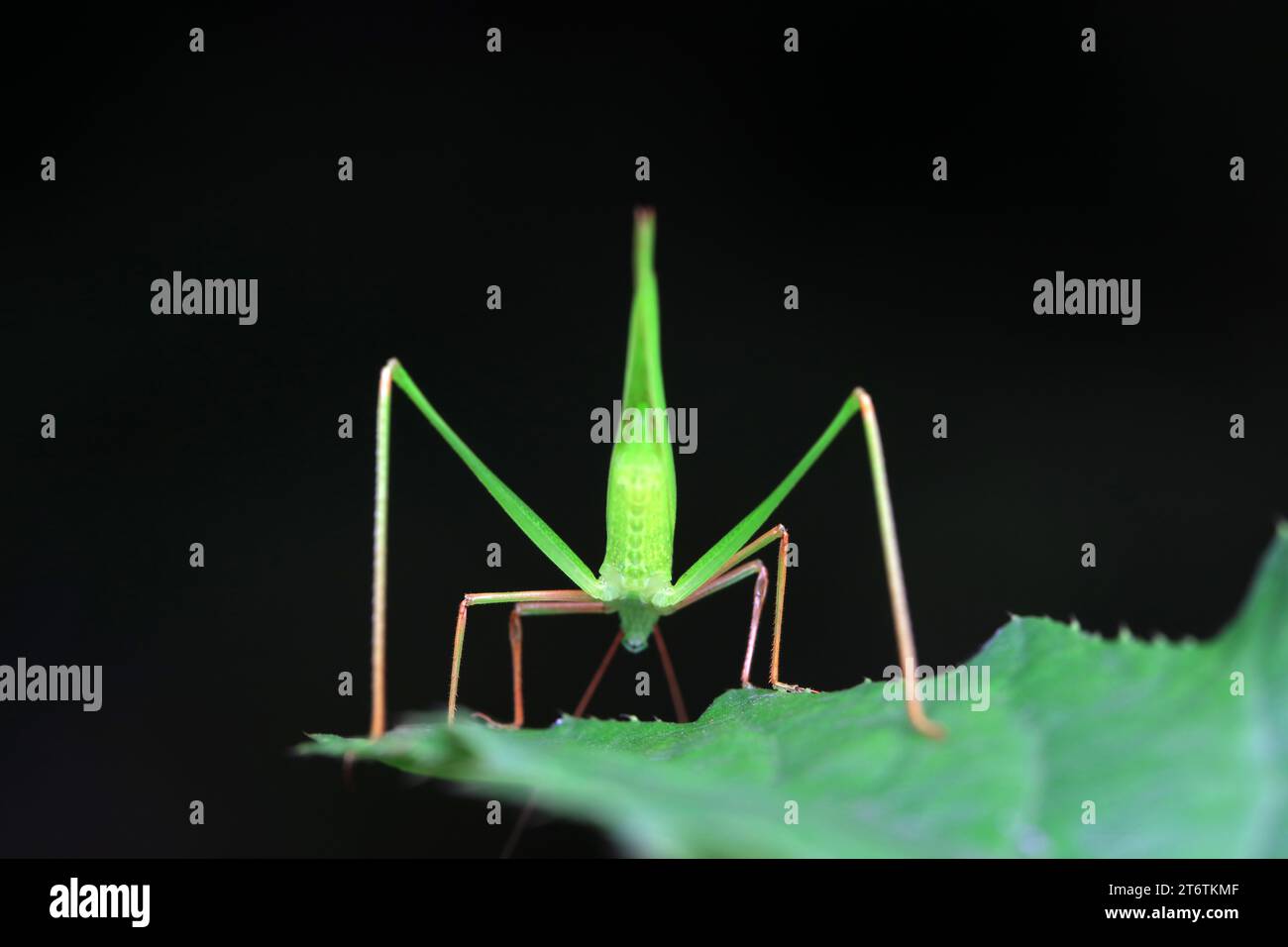 Katydids inhabit wild plants in North China Stock Photo - Alamy
