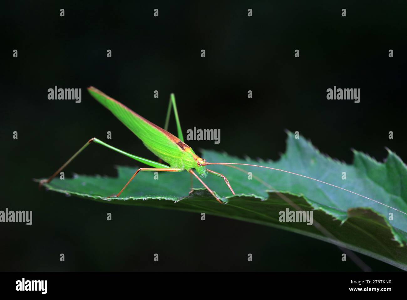 Katydids inhabit wild plants in North China Stock Photo - Alamy
