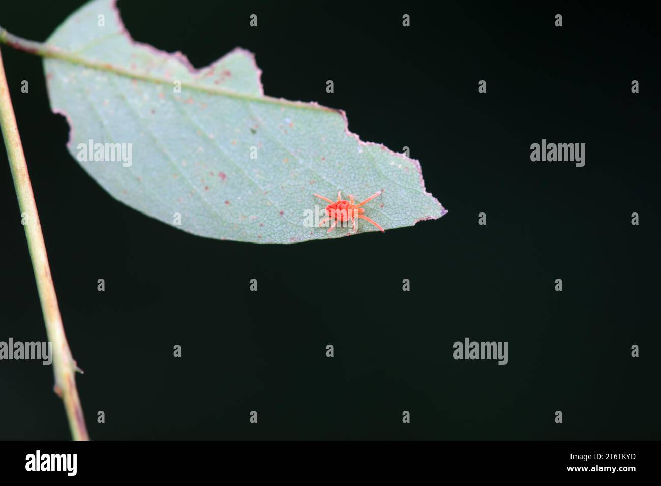 Velvet mites on weeds, North China Stock Photo - Alamy