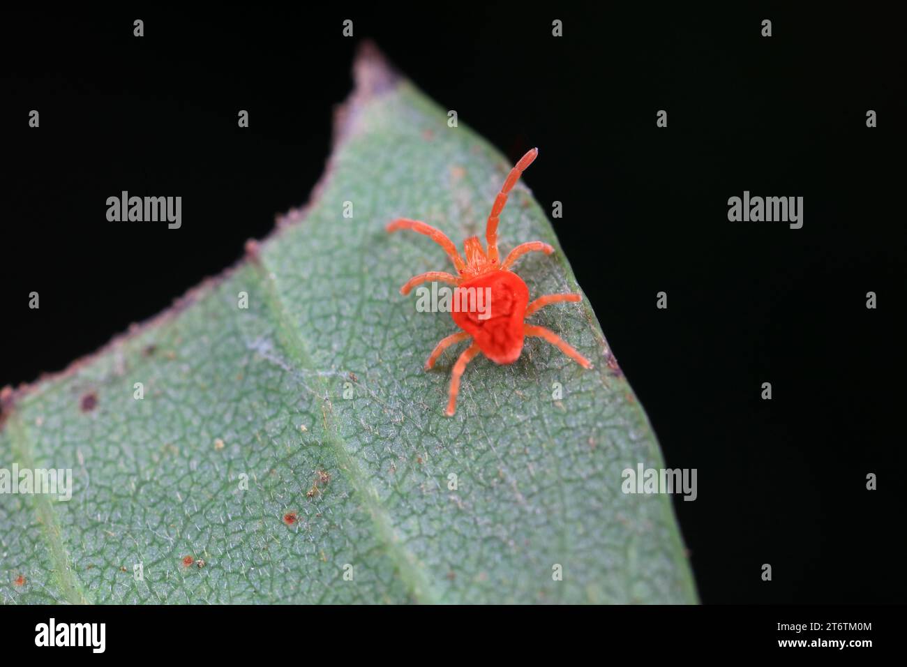 Velvet mites on weeds, North China Stock Photo - Alamy