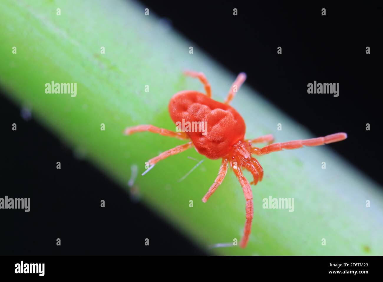 Velvet mites on weeds, North China Stock Photo - Alamy