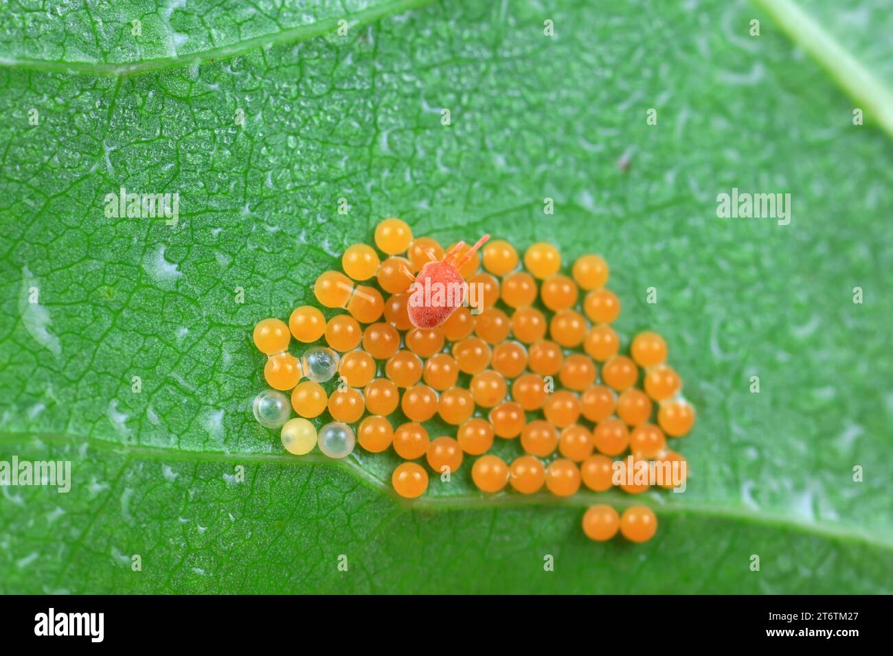 The mite crawls on a patch of eggs Stock Photo - Alamy