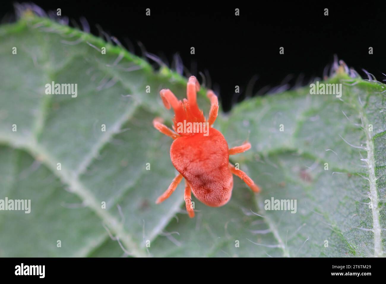 Velvet mites on weeds, North China Stock Photo - Alamy
