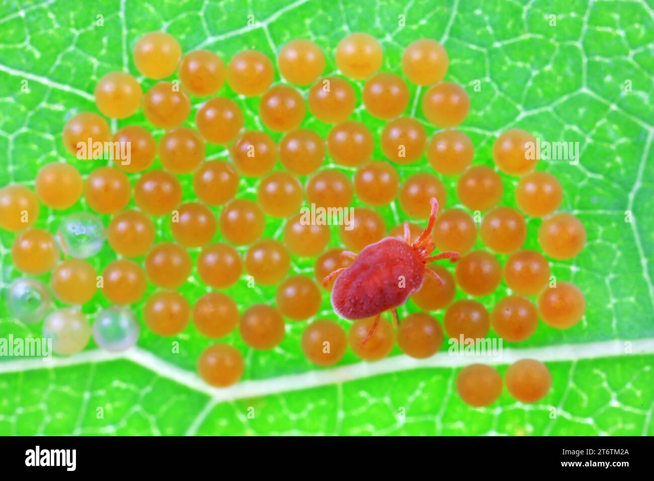 The mite crawls on a patch of eggs Stock Photo - Alamy