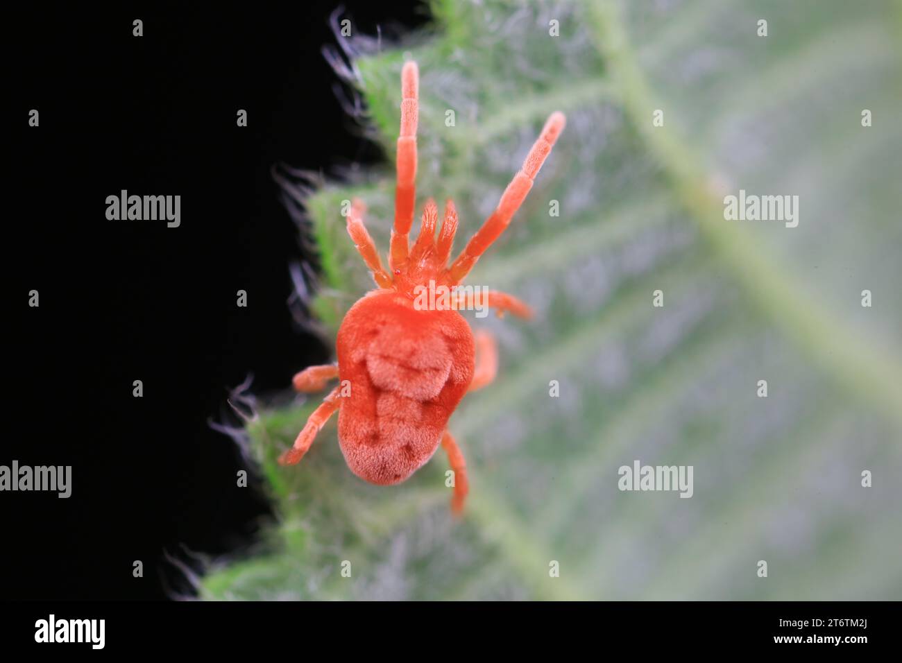 Velvet mites on weeds, North China Stock Photo - Alamy