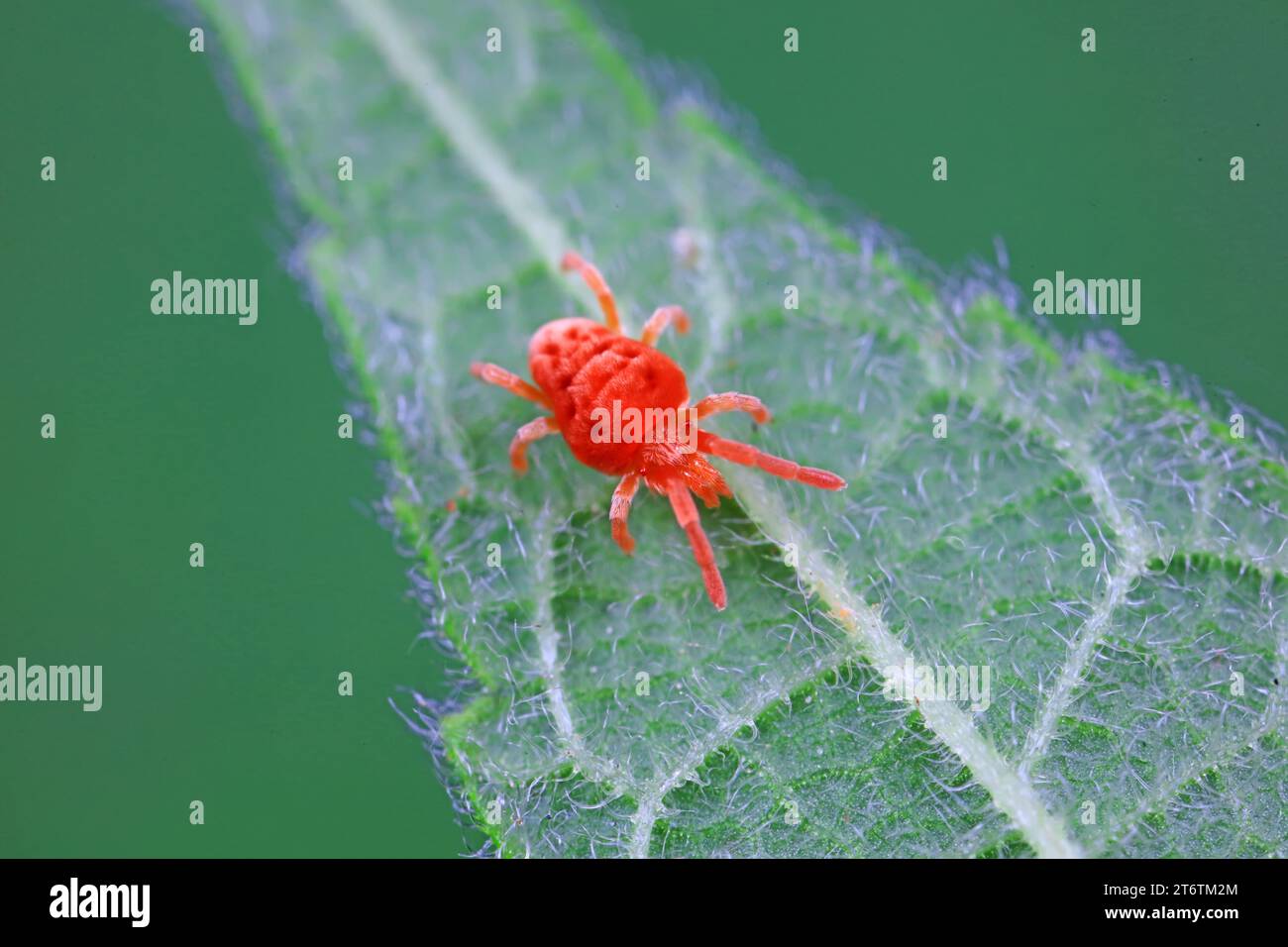 Velvet mites on weeds, North China Stock Photo - Alamy