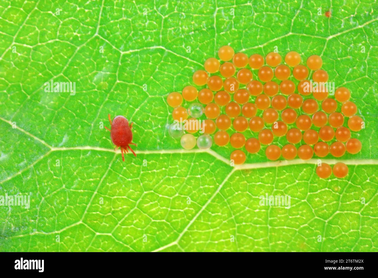 The mite crawls on a patch of eggs Stock Photo - Alamy
