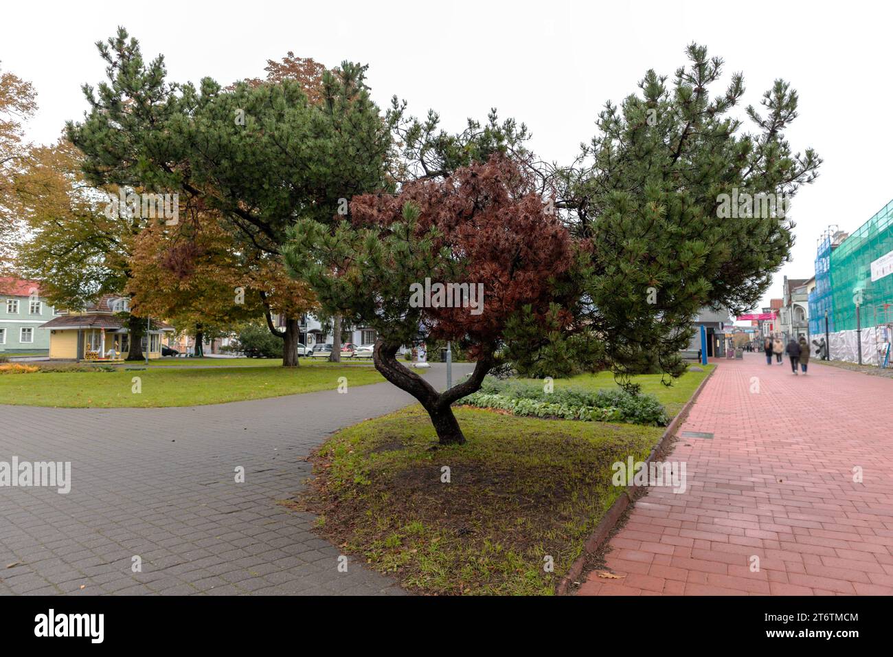 Coniferous tree in the city at the street intersection between the ...