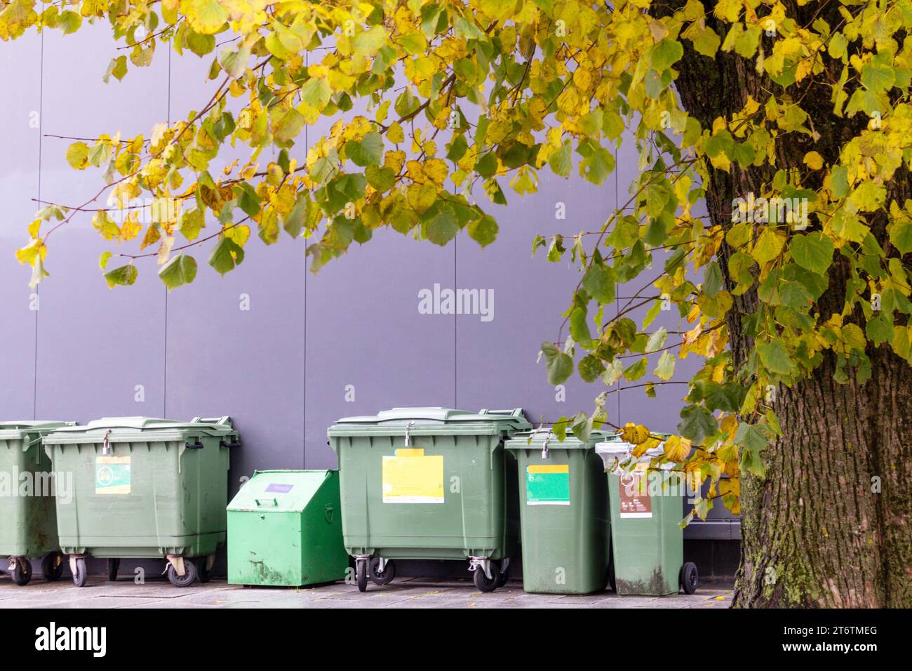Green waste containers are placed against a gray wall and yellow tree ...