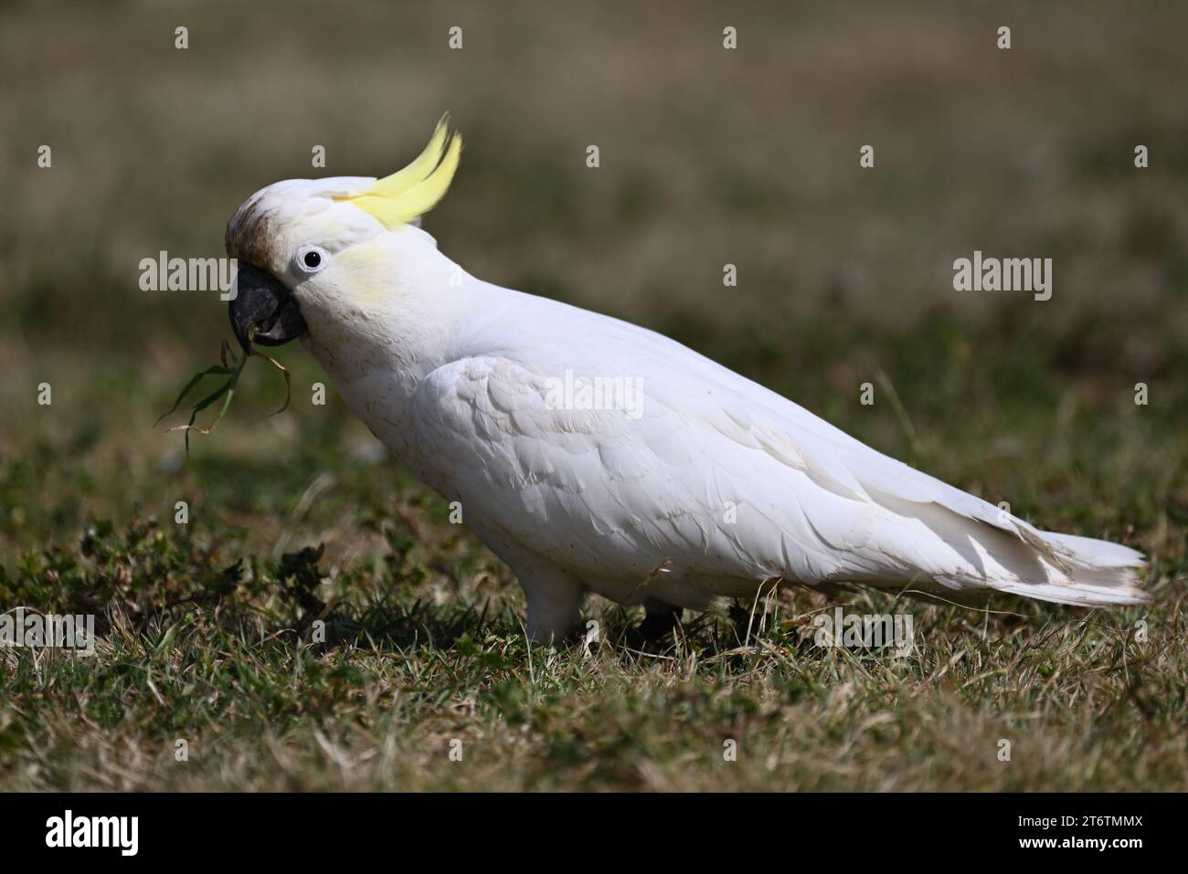 Side view of a Sulphur-crested Cockatoo standing on a lawn, the white ...