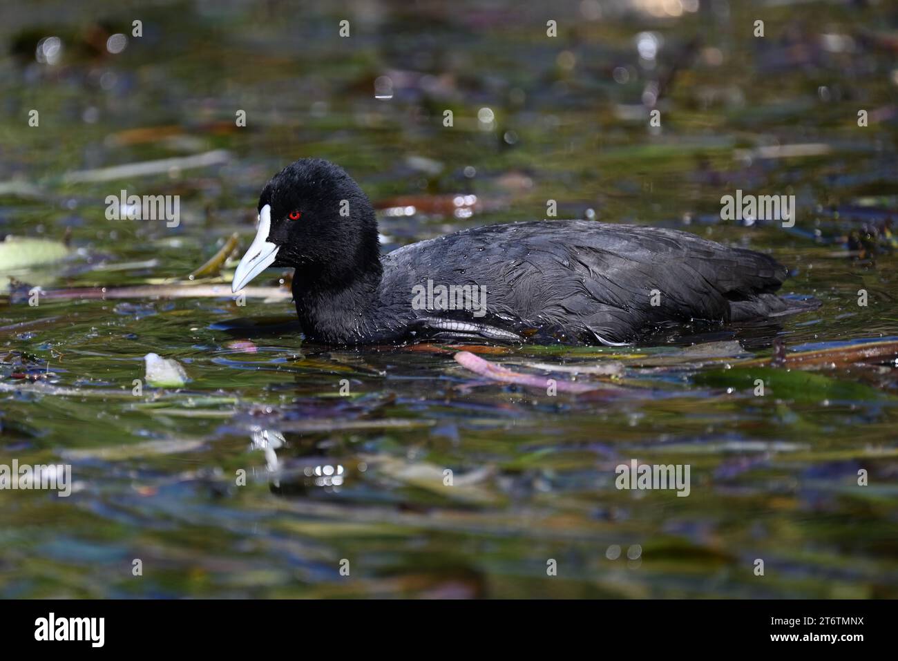 Side view of a Eurasian Coot as it swims through debris filled water in ...