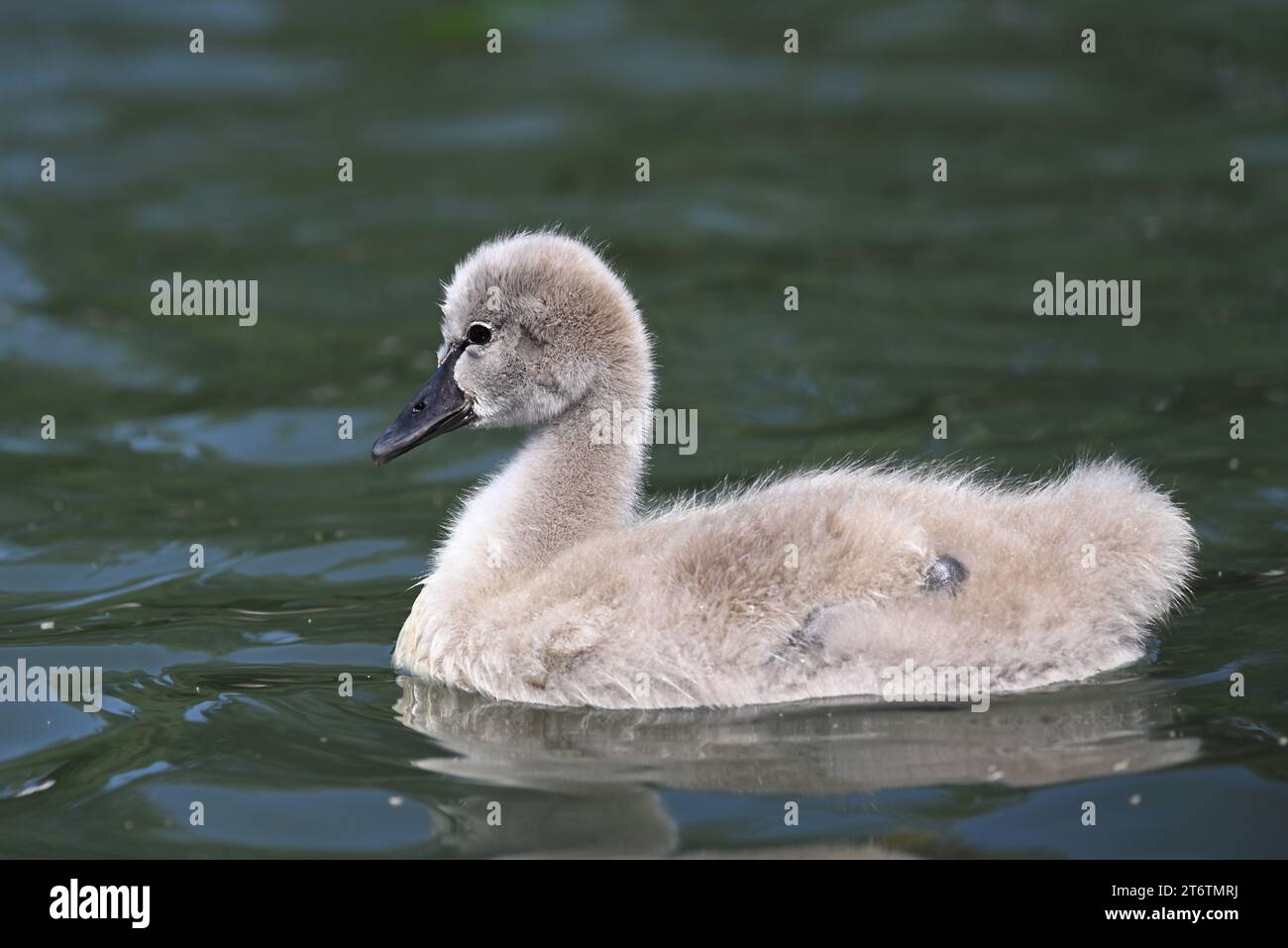 Side view of a black swan cygnet as it swims across a lake Stock Photo ...