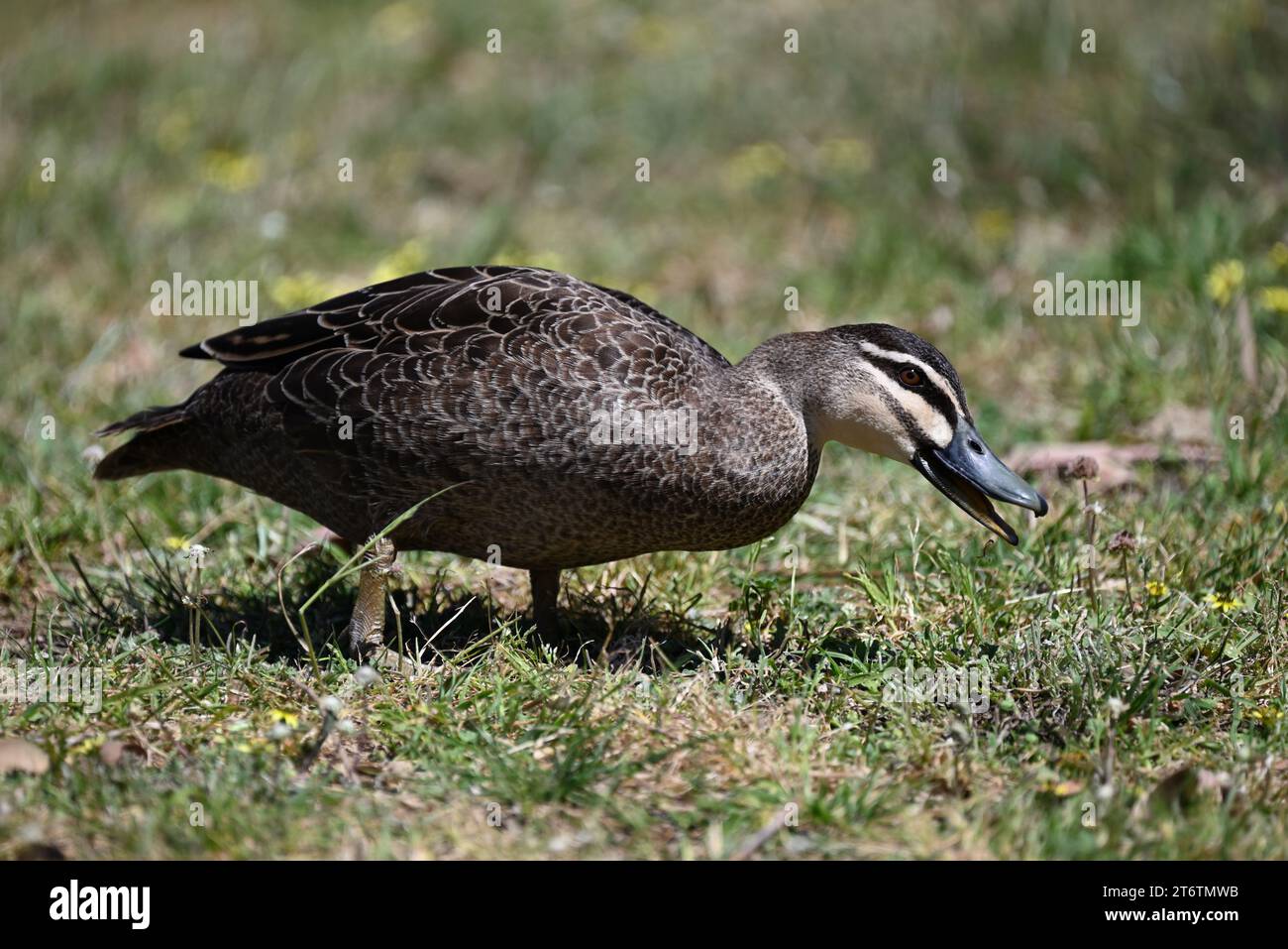Side view of a Pacific Black Duck, hunched down with its beak open ...