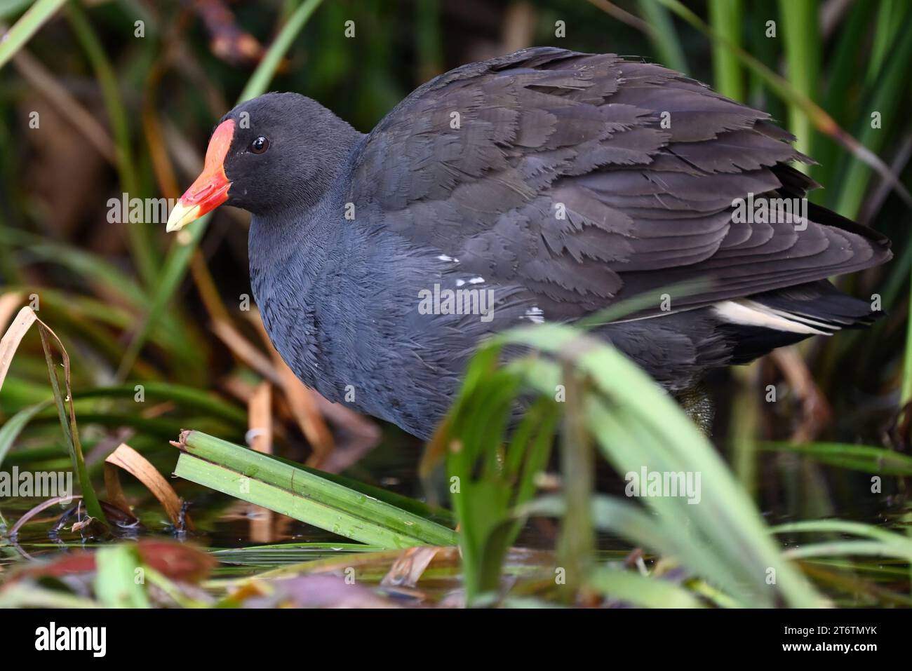 Australian swamp plants hi-res stock photography and images - Alamy