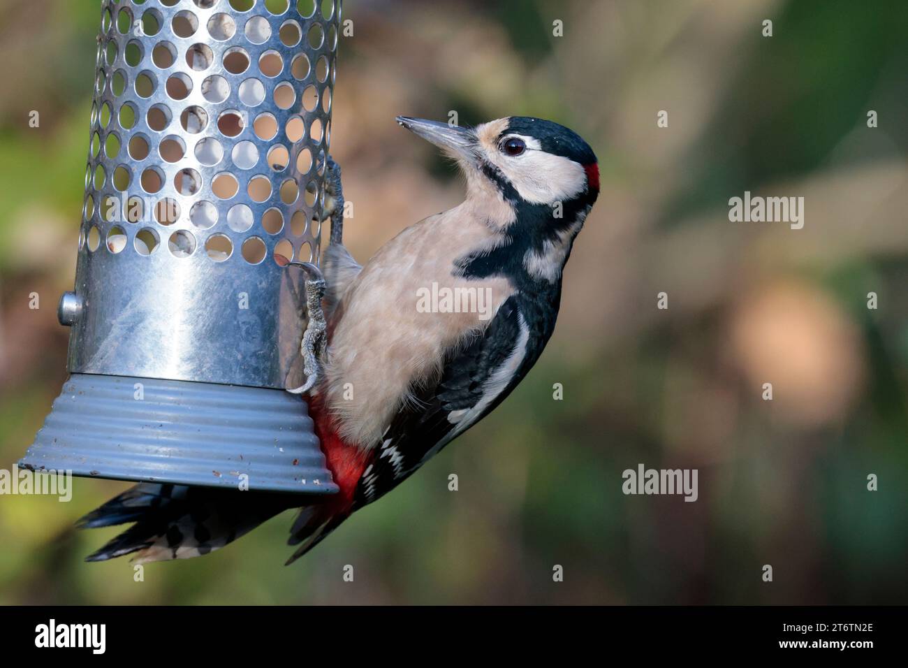 Great spotted woodpecker Dendrocopus major, black and white winter ...