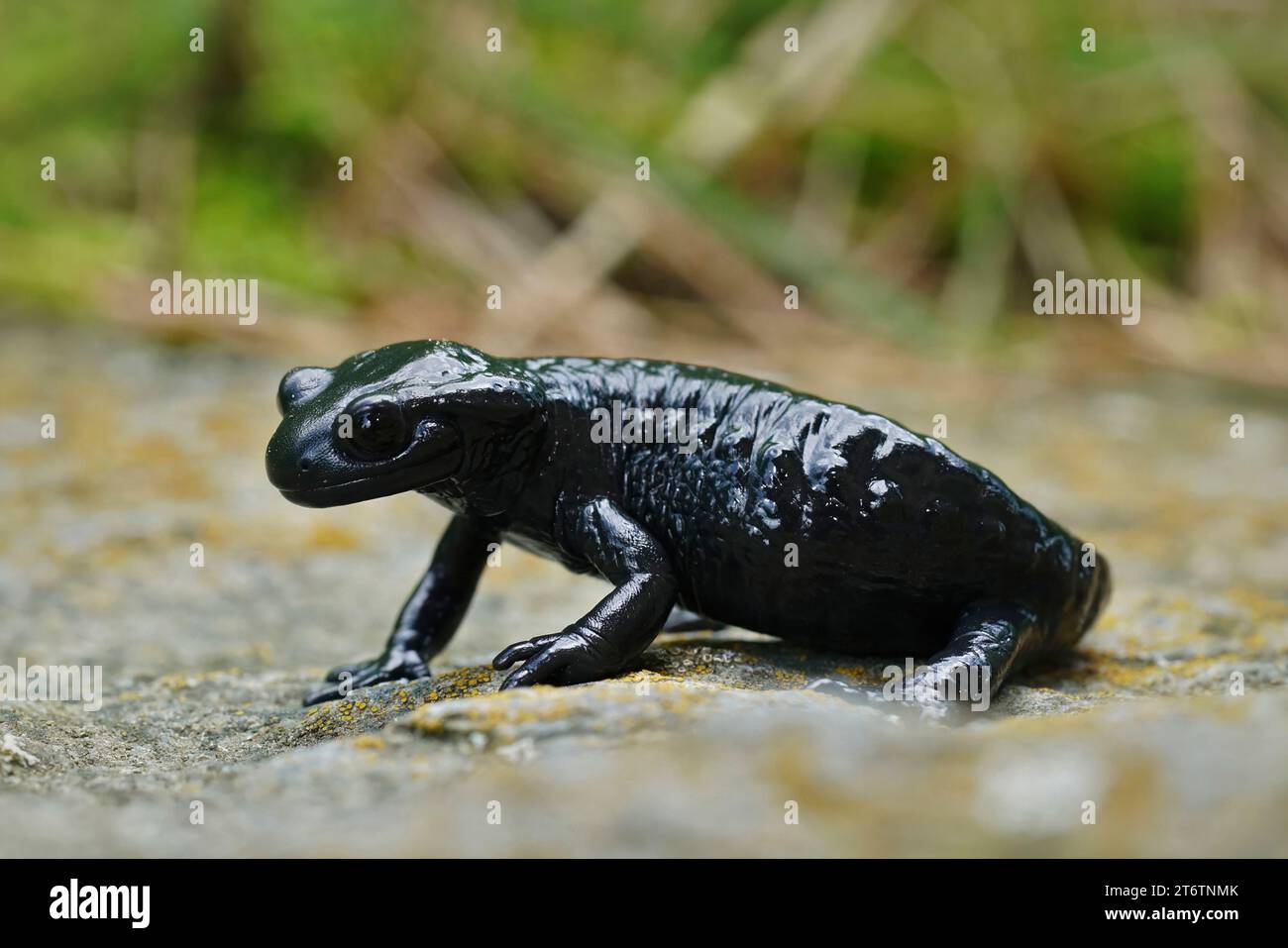 Natural closeup on the charcoal black Alpine salamander, Salamandra ...