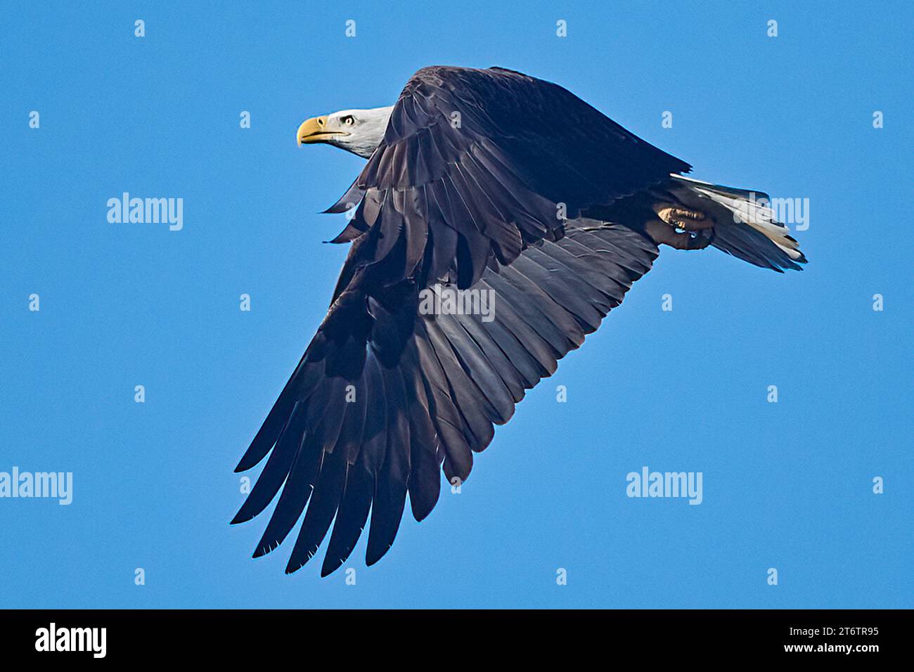 American Bald Eagle Stock Photo - Alamy