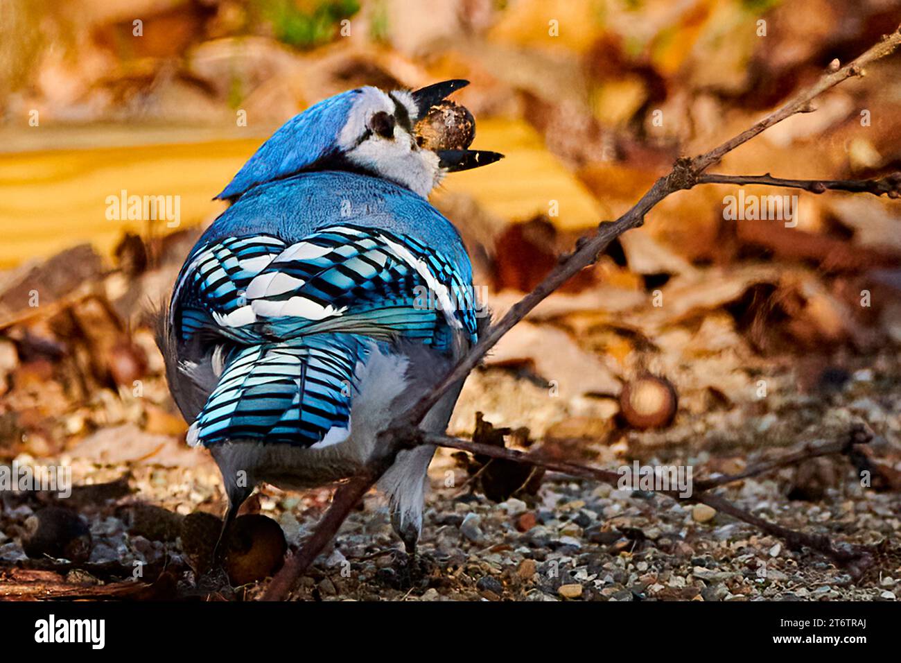 Jay posing hi-res stock photography and images - Alamy