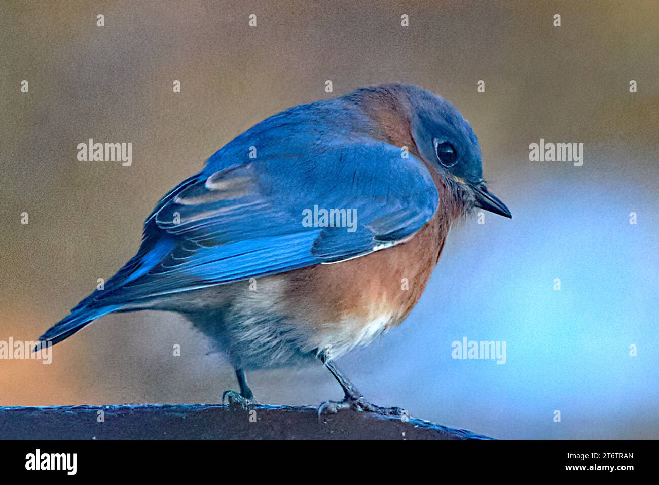 North American Blue Bird Stock Photo - Alamy