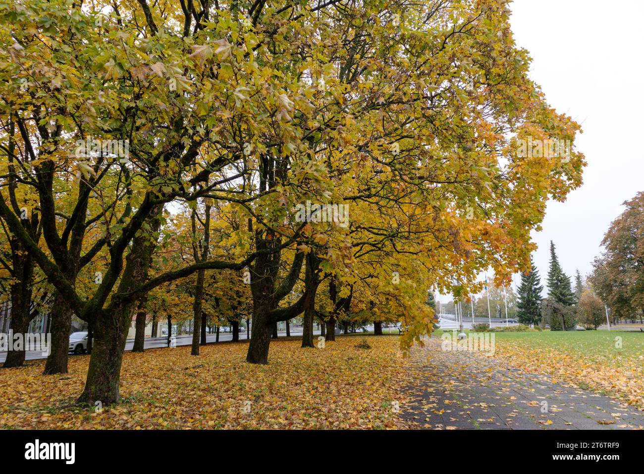 View maple trees crowns hi-res stock photography and images - Alamy