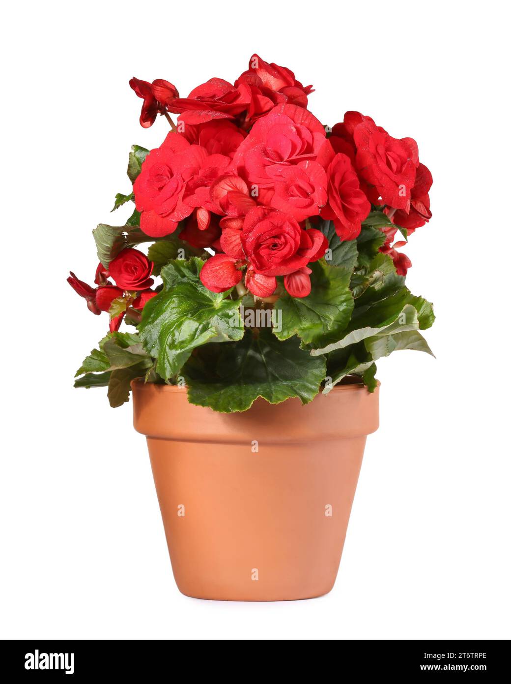 Begonia flower in terracotta pot isolated on white Stock Photo - Alamy