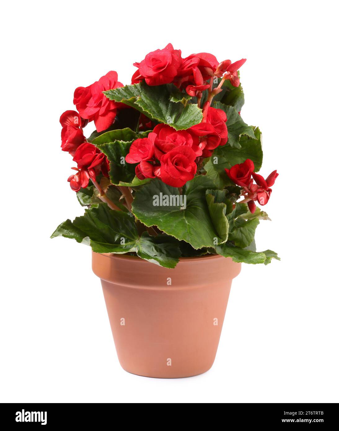 Begonia flower in terracotta pot isolated on white Stock Photo - Alamy