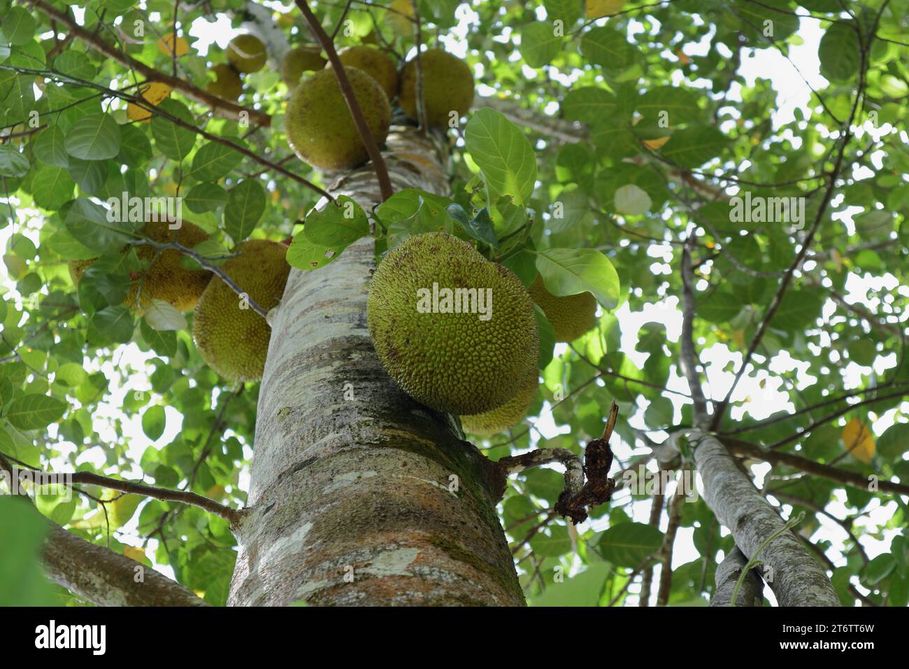 A jackfruit tree (Artocarpus Heterophyllus) with a growing jack fruit ...