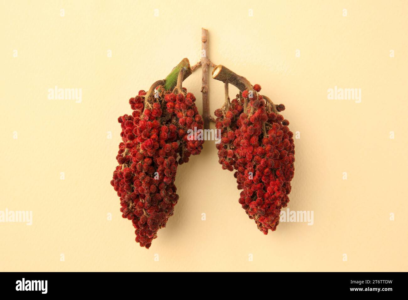 Human lungs made of sumac on beige background, flat lay Stock Photo - Alamy