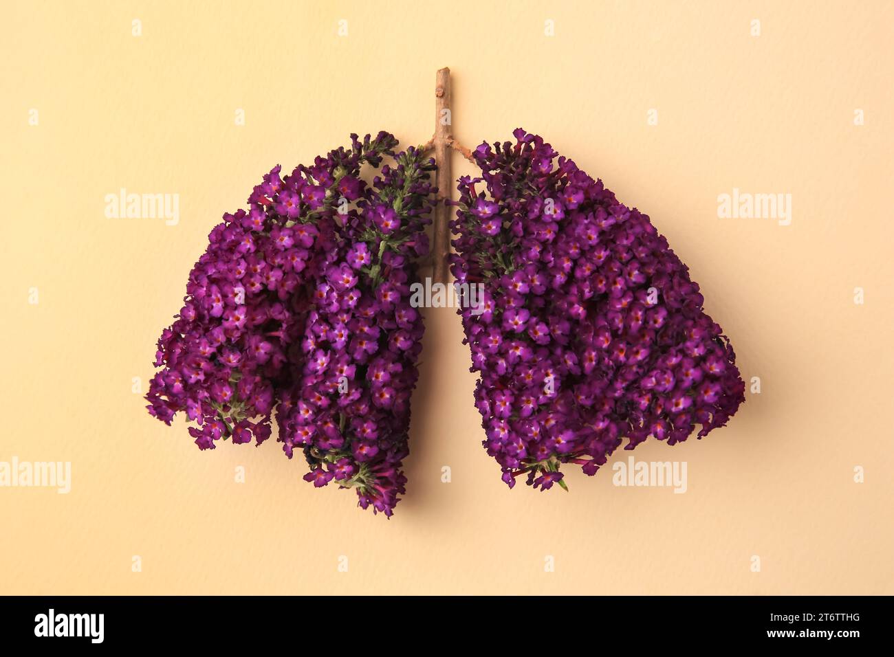 Human lungs made of purple flowers on beige background, flat lay Stock ...