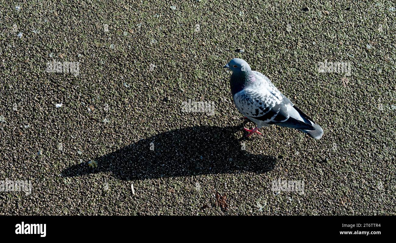 Aerial view of feral pigeon and its shadow, Stratford-upon-Avon ...