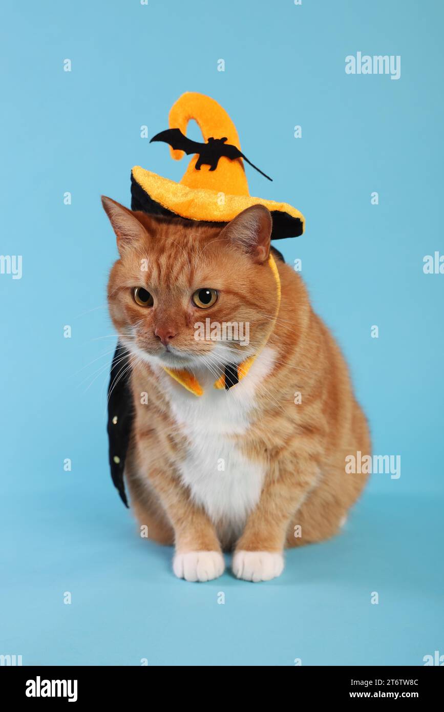 Ginger cat party hat hi-res stock photography and images - Alamy