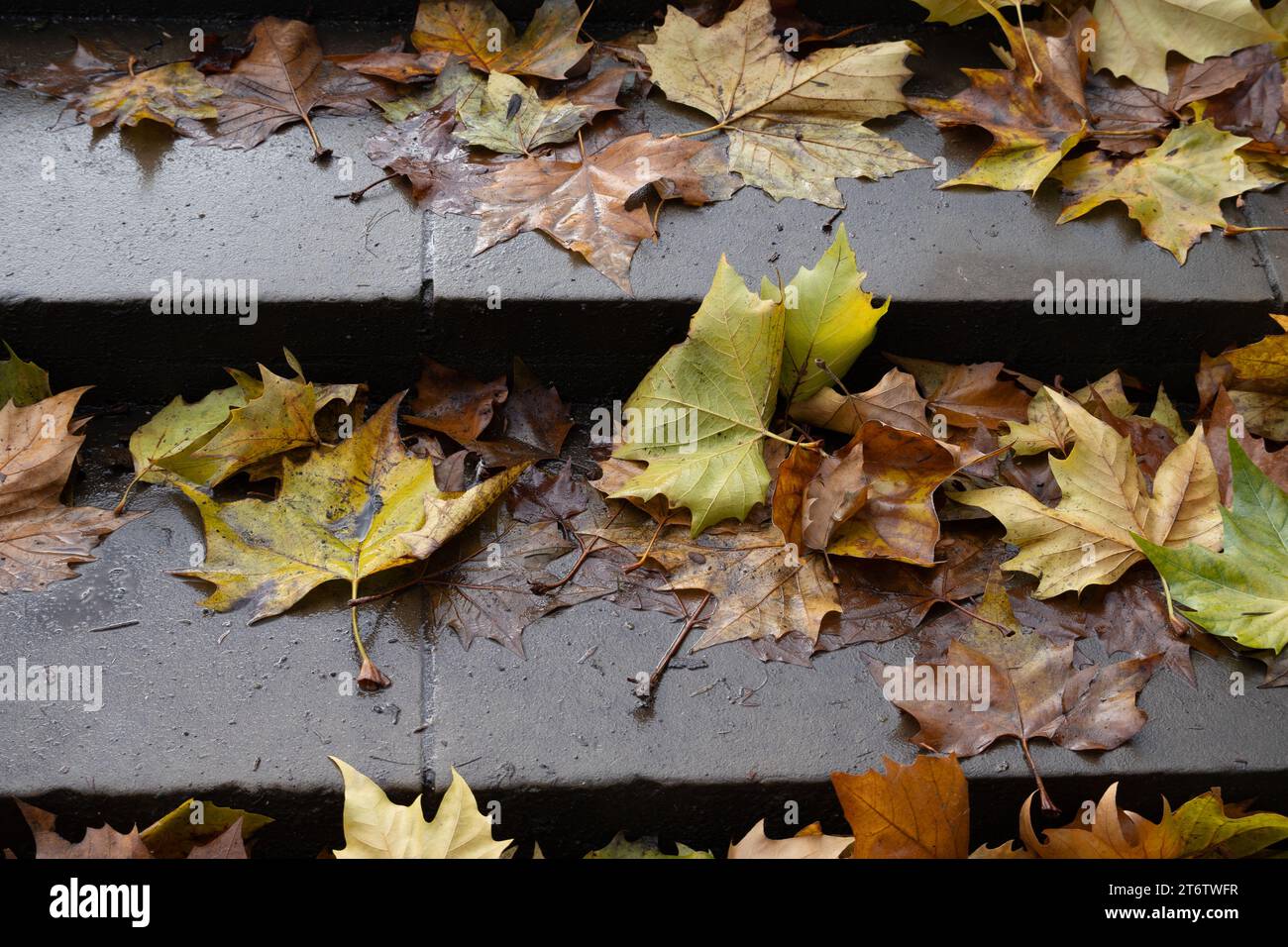 Wet autumn leaves on steps, Stratford-upon-Avon, Warwickshire, England ...