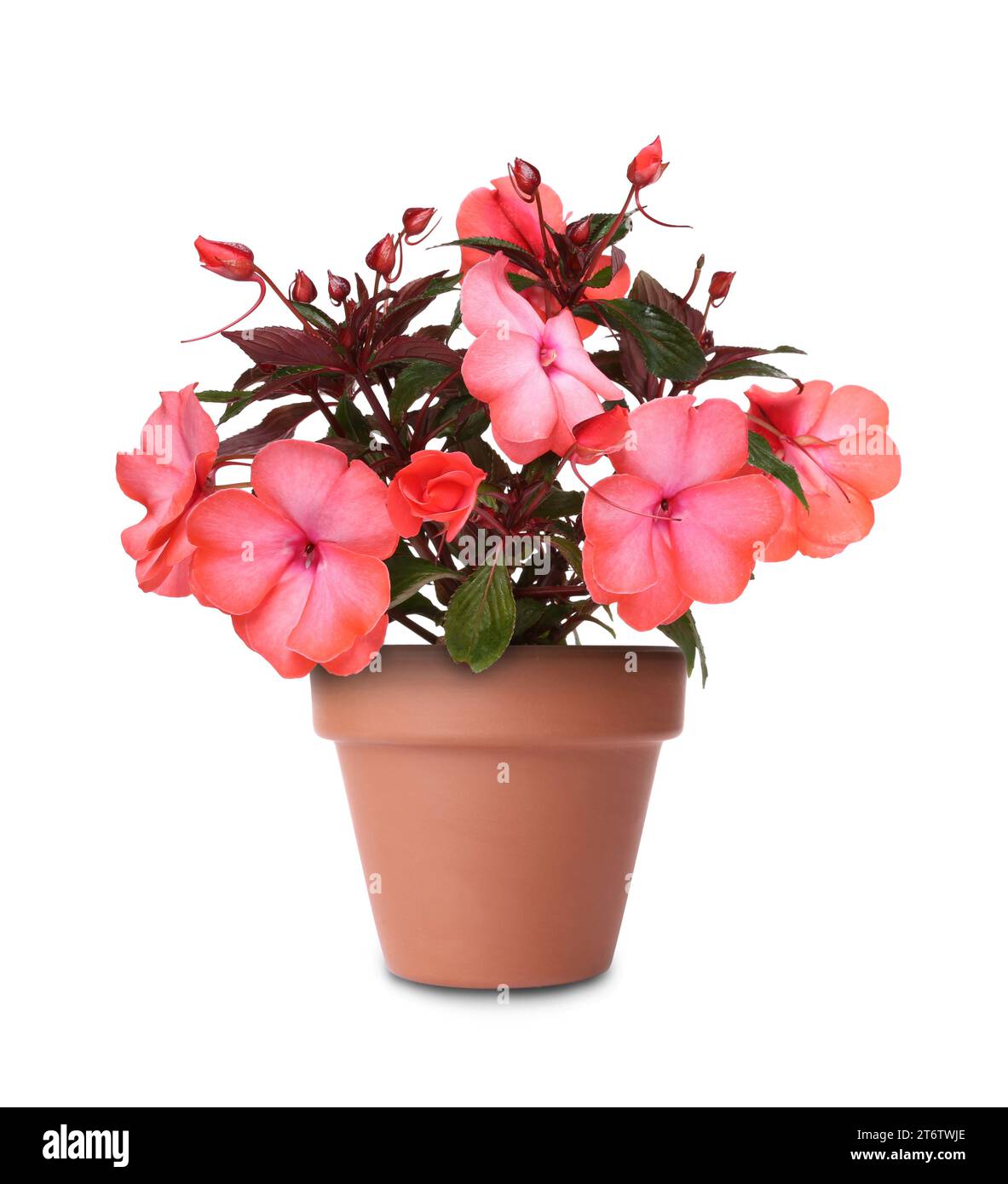 Beautiful impatiens in terracotta flower pot isolated on white Stock ...