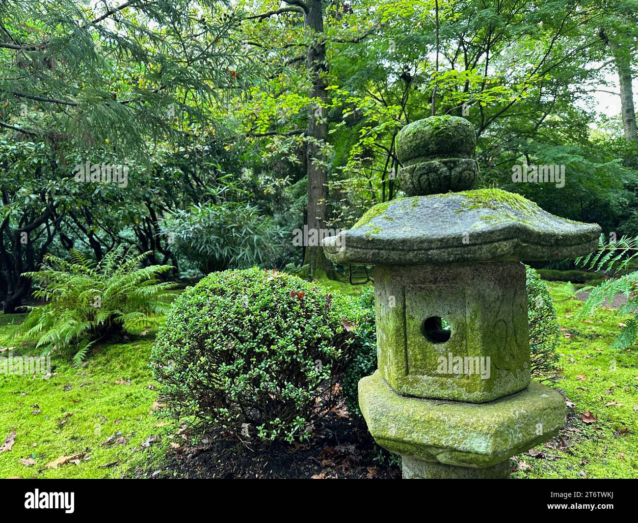 Stone lantern, bright moss and different plants in Japanese garden ...